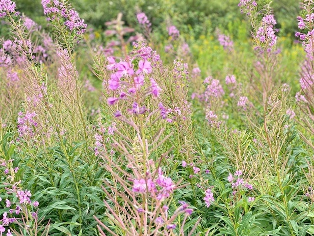 ACFN 2023 Treaty Day | Athabasca Chipewyan First Nation